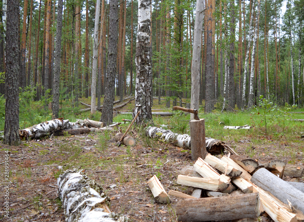 cutting firewood with an axe stedi trees in the forest Stock Photo ...