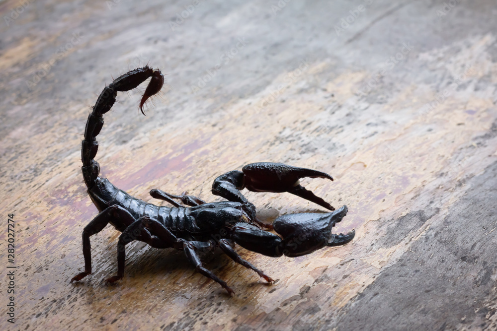 Emperor scorpion is a species of scorpion native to rainforests in ...