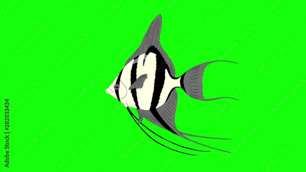 Silver Scalare Angelfish swims in an aquarium. Animated Looped Motion ...