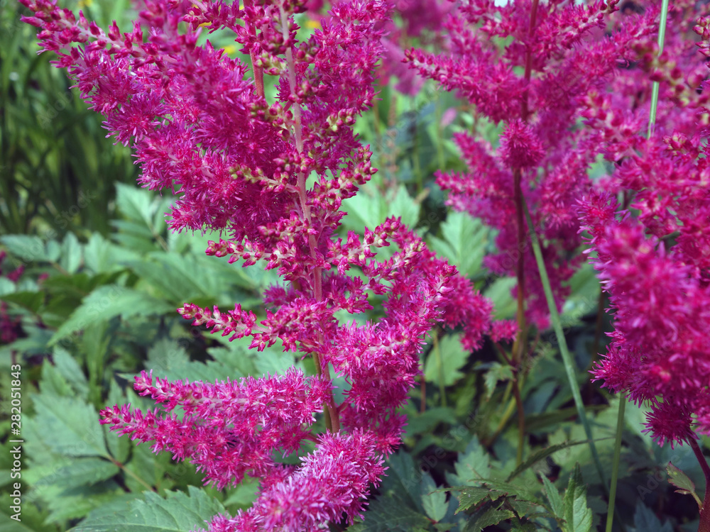 Twigs and inflorescences of dark purple Astilbe aka false goat's beard ...