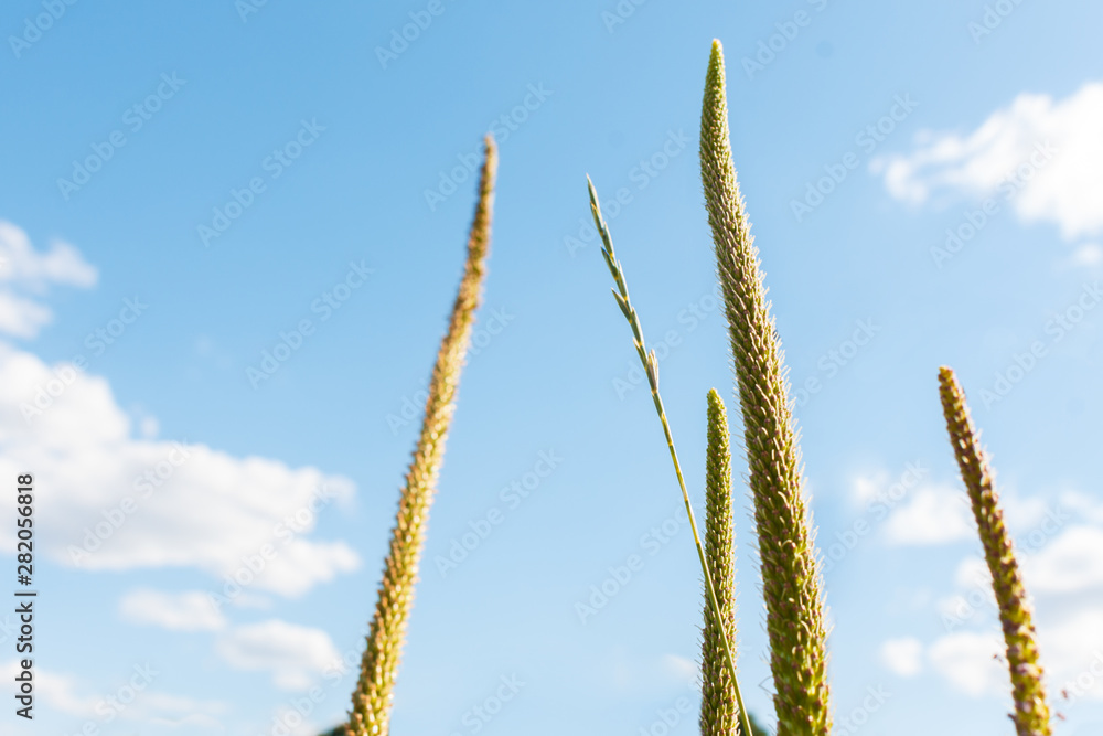 The inflorescences of Plantago major (Plantago, Plantain, fleaworts) on ...