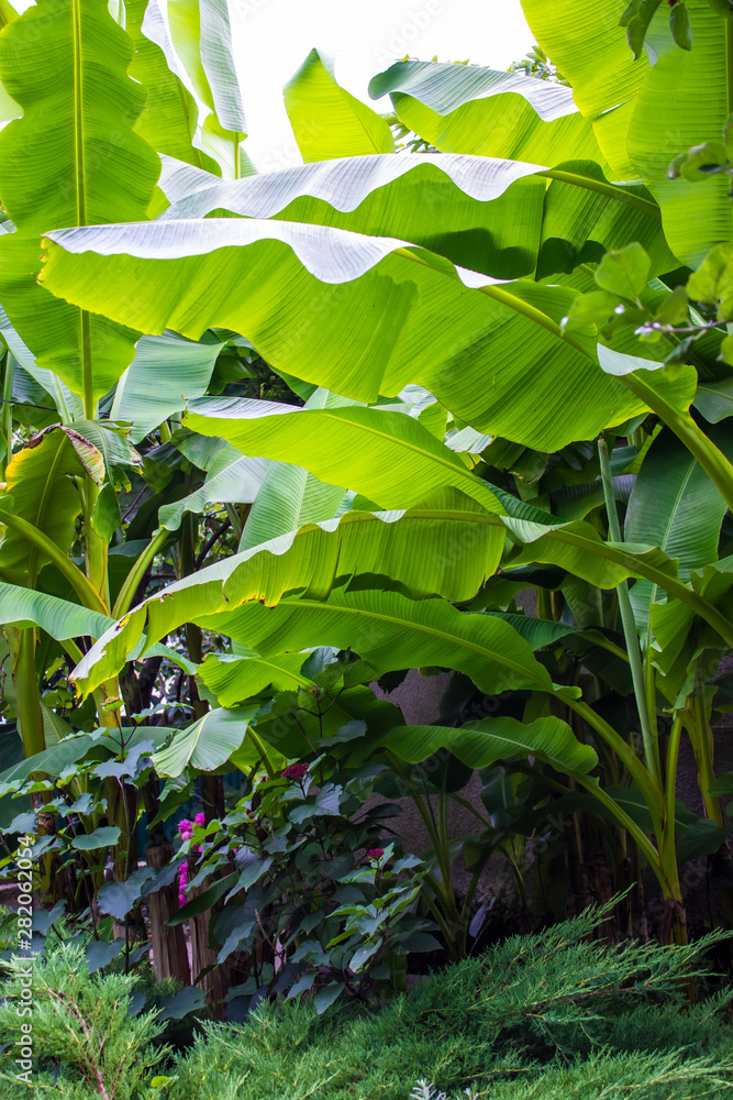 Banana tree with with huge green leaves, rainforest plantation ...