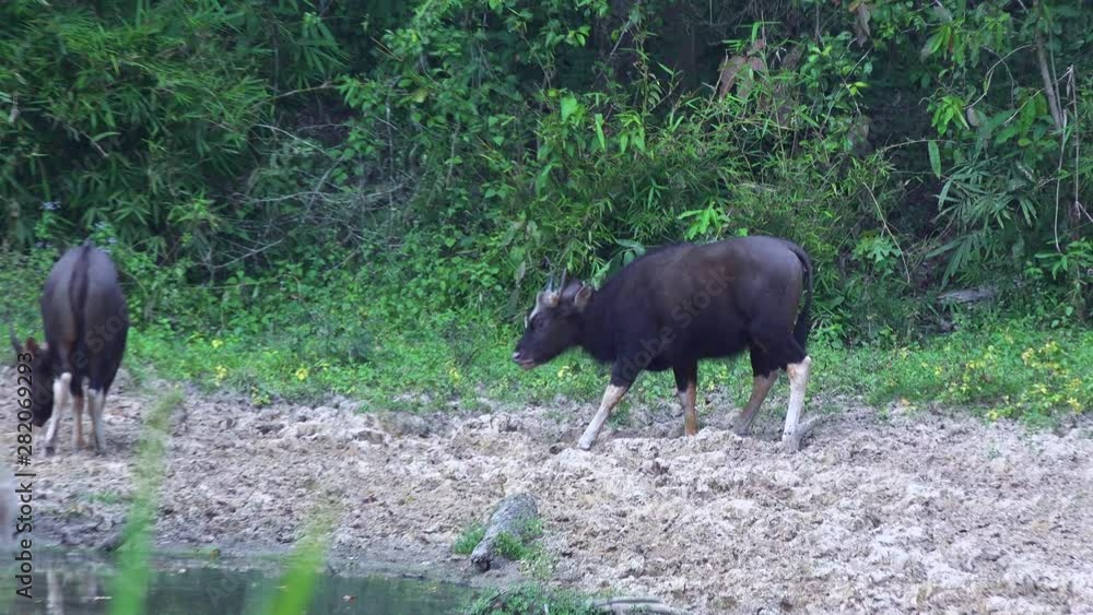 Extremly rare footage of Red Bull (gaur (Bos gaurus). Hand held but ...