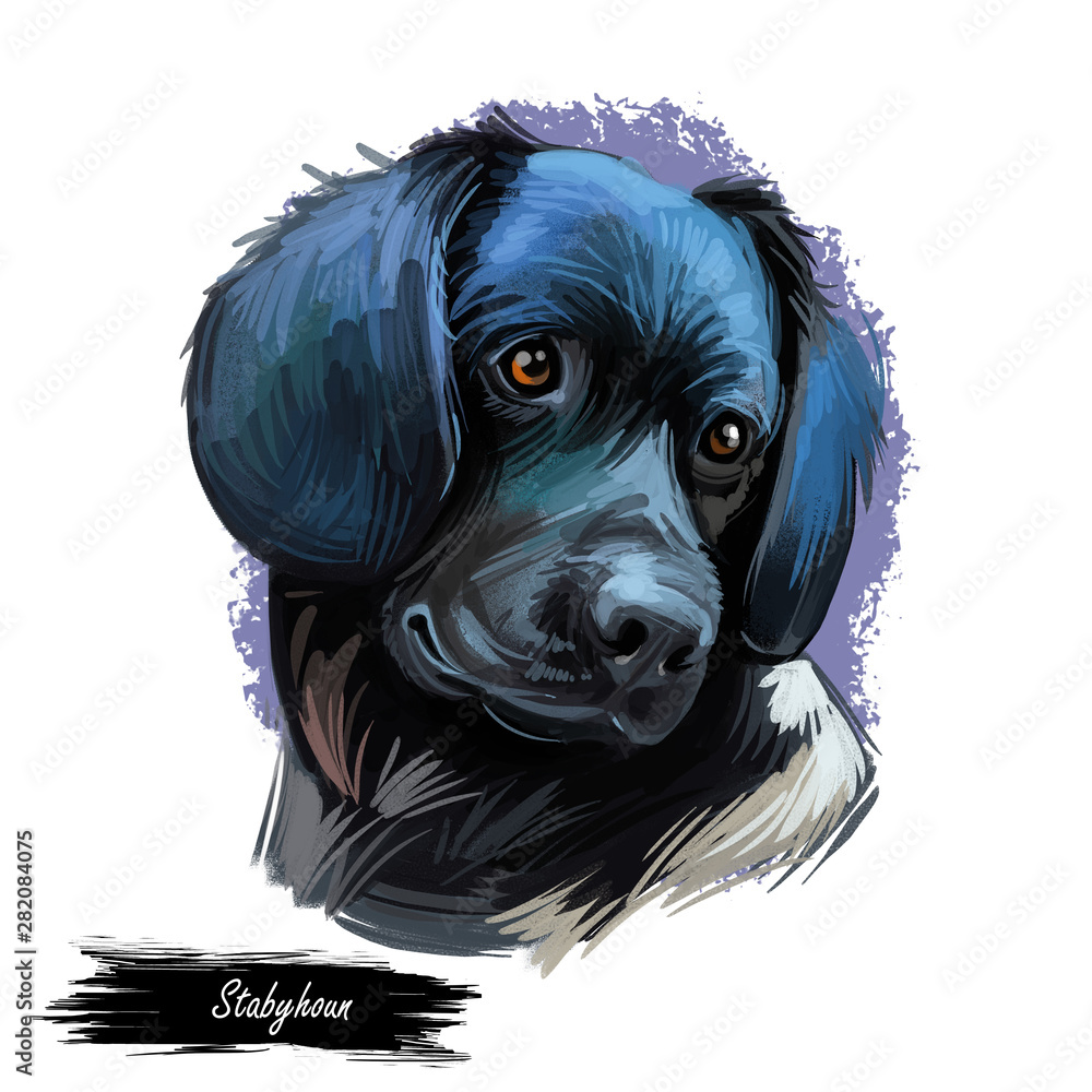 Stabyhoun Stabij one of rarest dog breeds in world on white. Digital ...
