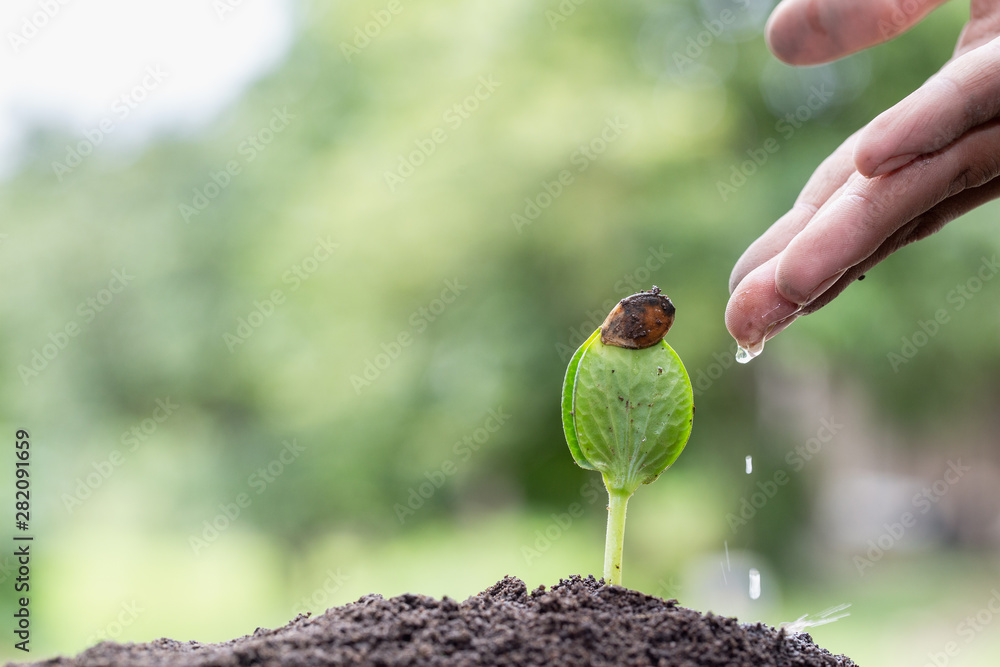 Male hand giving water to young plant and green nature background ...