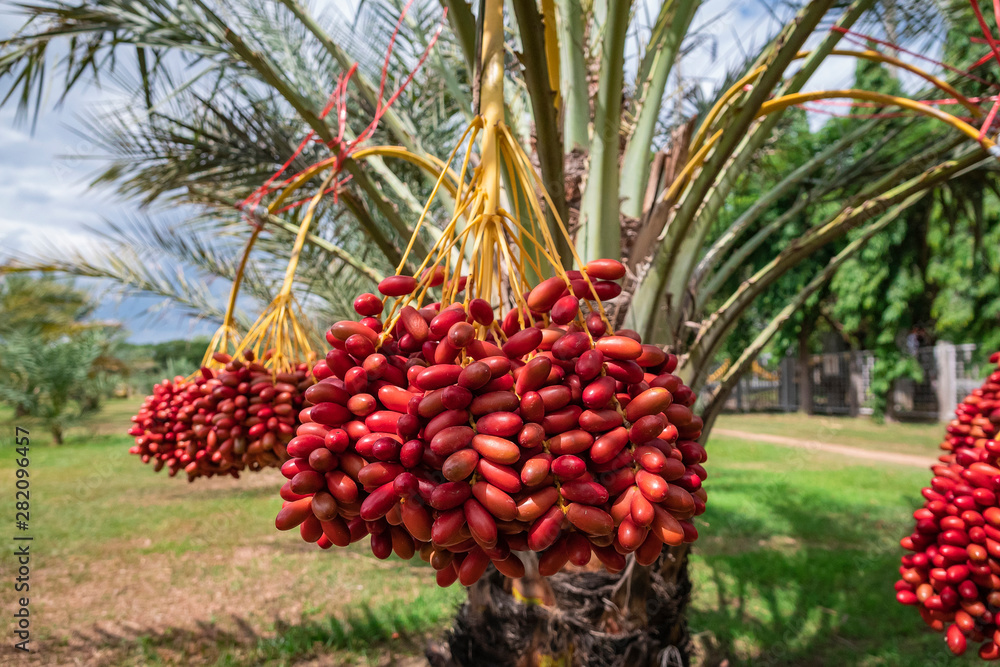 date palms that have an important place in advanced desert agriculture ...