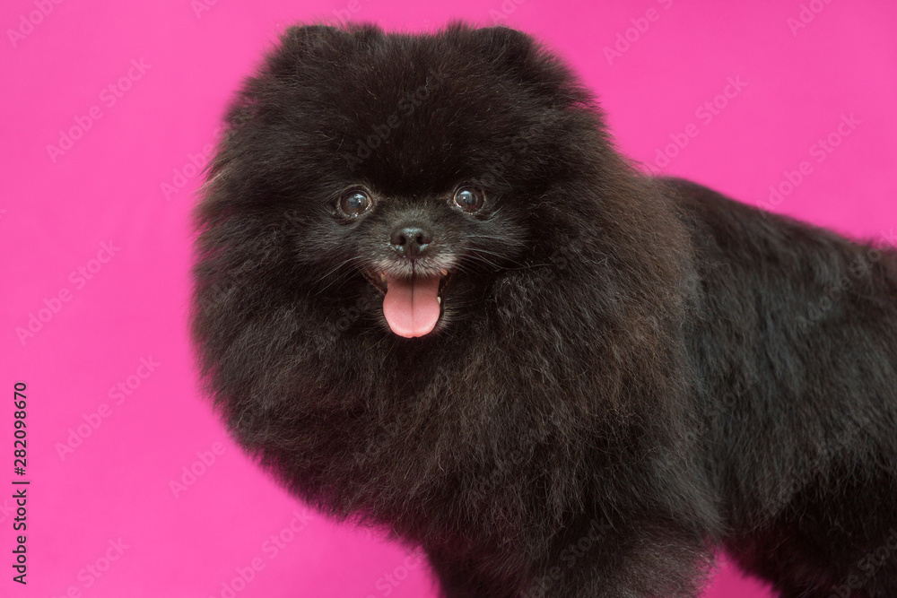 Miniature Black Pomeranian