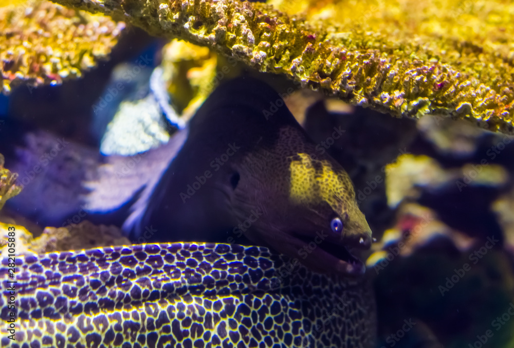 mediterranean moray eel in closeup, popular fish in aquaculture ...