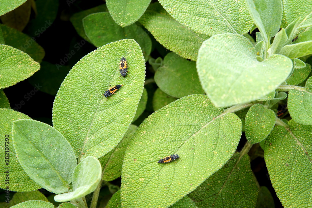 Ladybug Baby Stages. Pupa and Larvae Stages of a Ladybug on Sage leaves ...