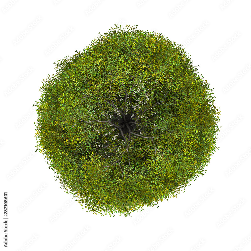 Tree top view on white background layout plan Stock Photo | Adobe Stock