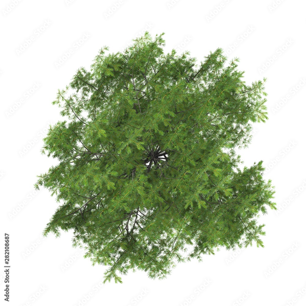 Tree top view on white background layout plan Stock Photo | Adobe Stock