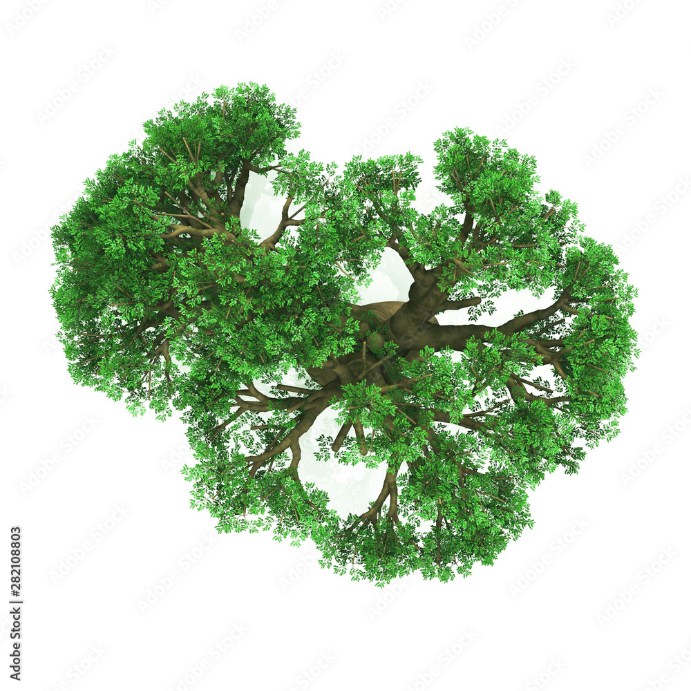 Tree top view on white background layout plan Stock Photo | Adobe Stock