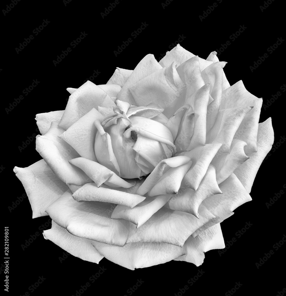 Monochrome isolated white rose blossom macro,black background, a fine ...