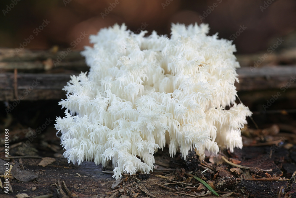 Hericium coralloides, known as the coral tooth fungus Stock Photo ... Hericium coralloides, known as the coral tooth fungus Stock Photo ...