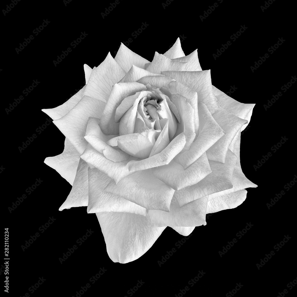 Monochrome isolated white rose blossom macro,black background, a fine ...