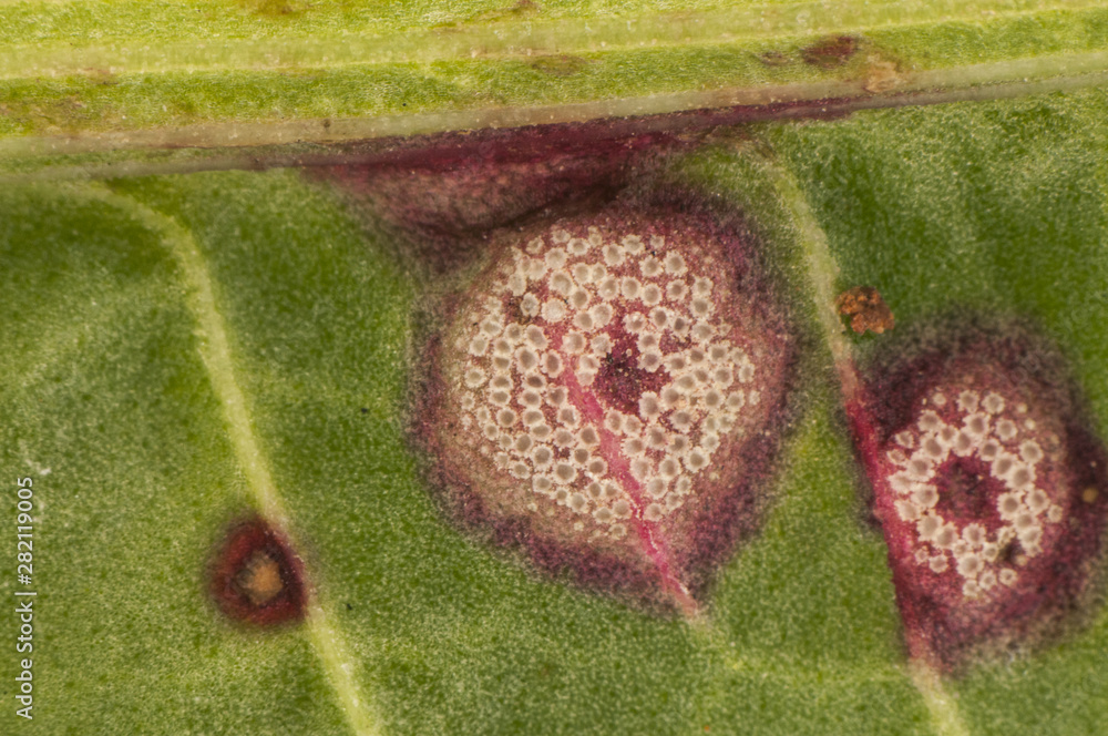 Puccinia phragmitis on Rumex is a parasitic fungus of this plant that ...