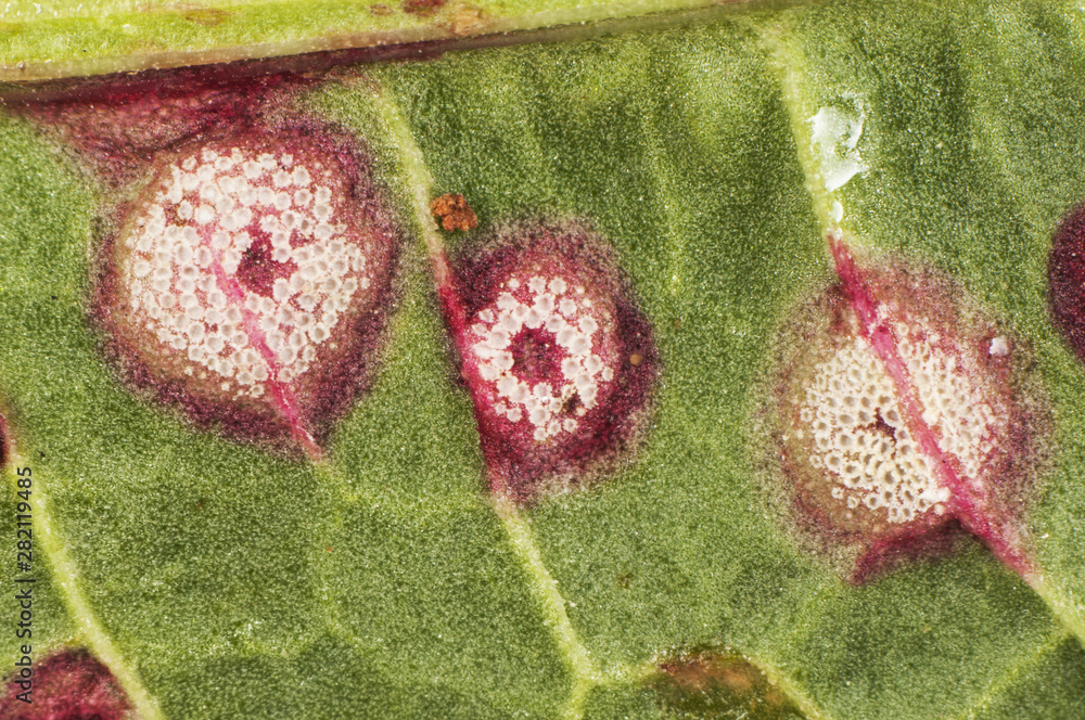 Puccinia phragmitis on Rumex is a parasitic fungus of this plant that ...
