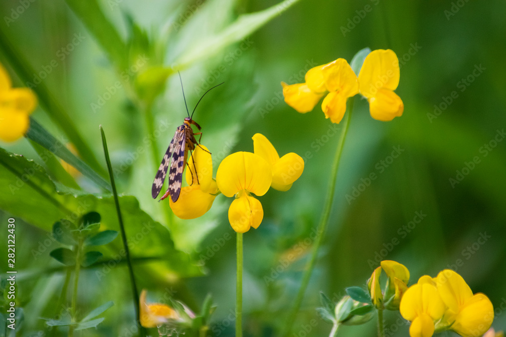 Mariposas posadas encima de flores y vegetación colorida. Stock Photo ...