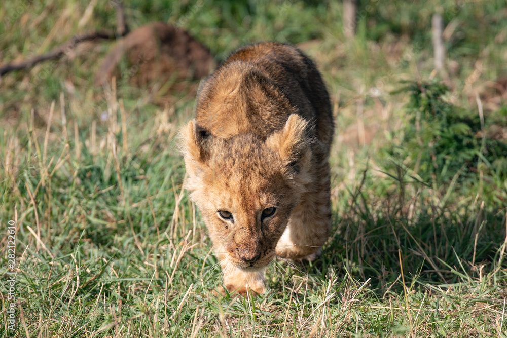 cute lion cub pacing in the Masai Mara Stock Photo | Adobe Stock