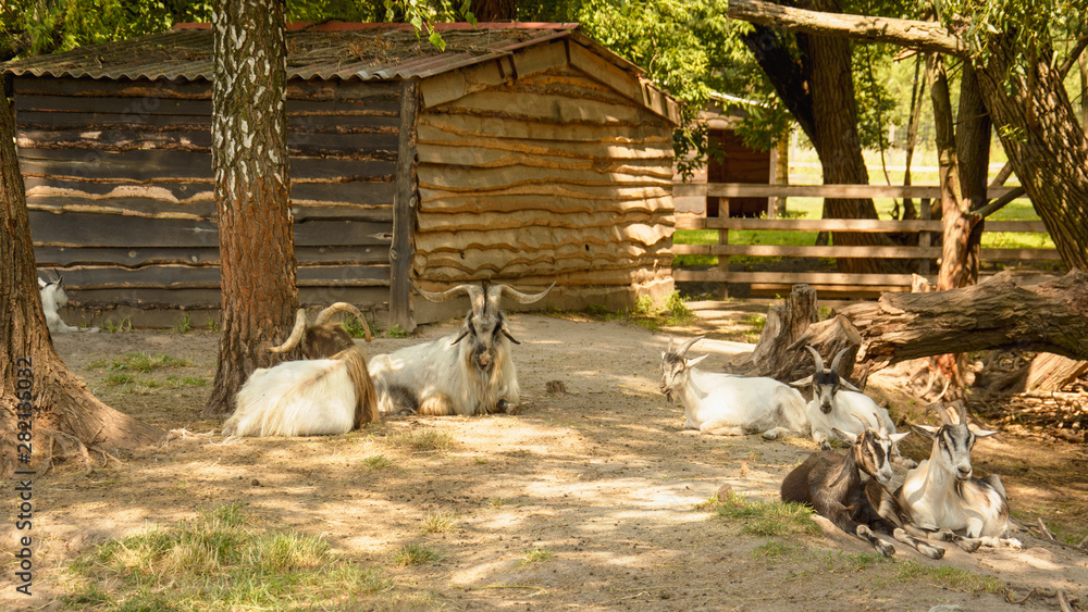 Goat, gray goat, pack leader, horned goat, nature reserve, animals ...