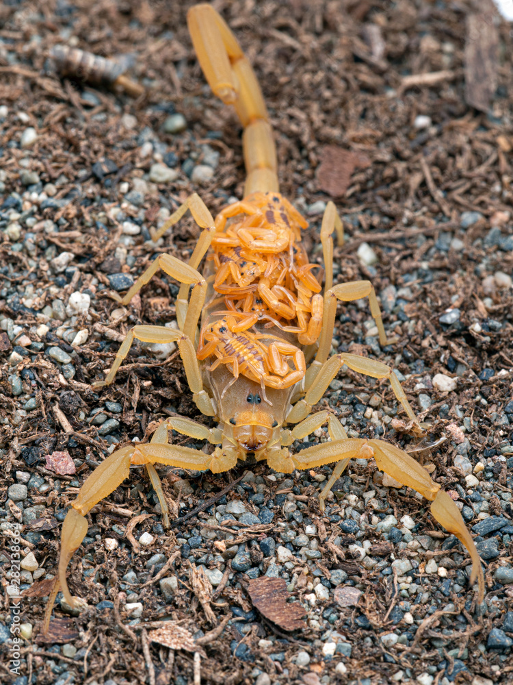 Scorpion With Babies On Back