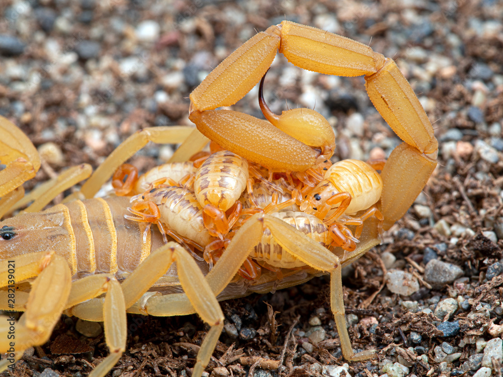 female Arizona bark scorpion, Centruroides sculpturatus, carrying ...
