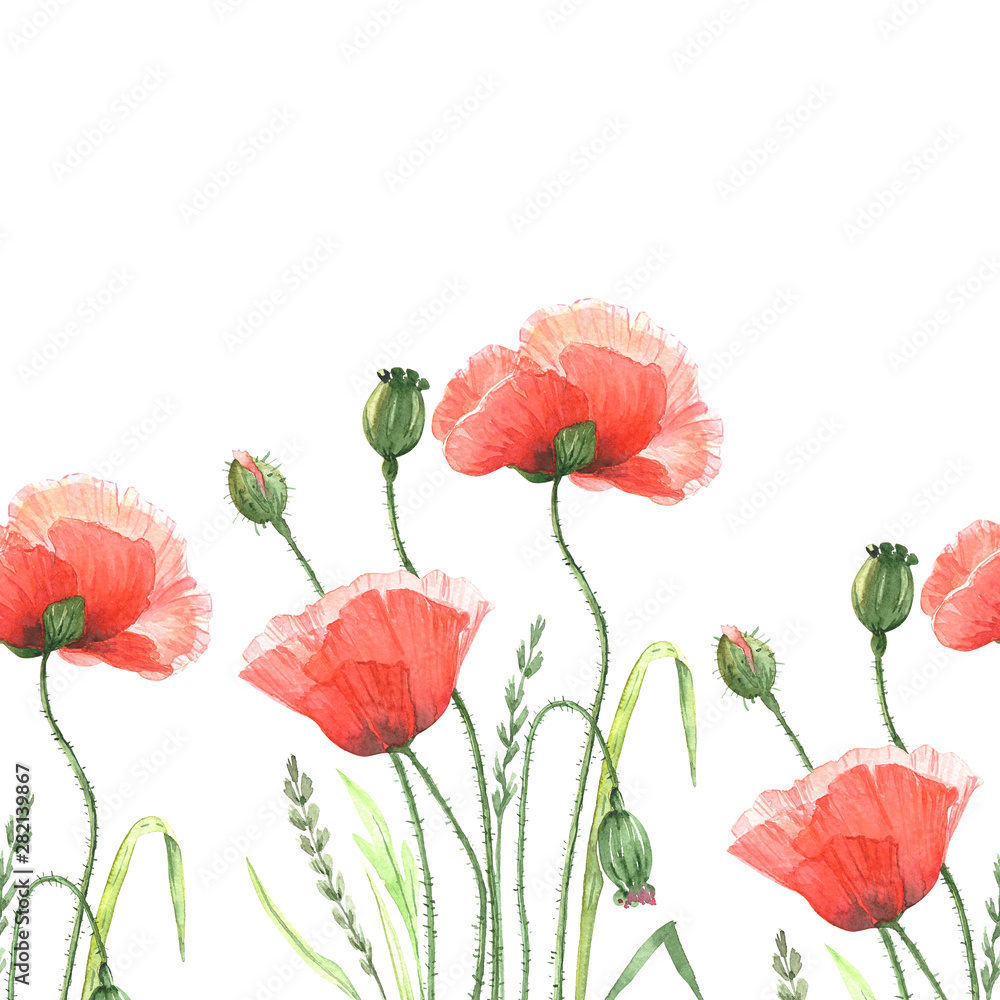 Poppies Drawing