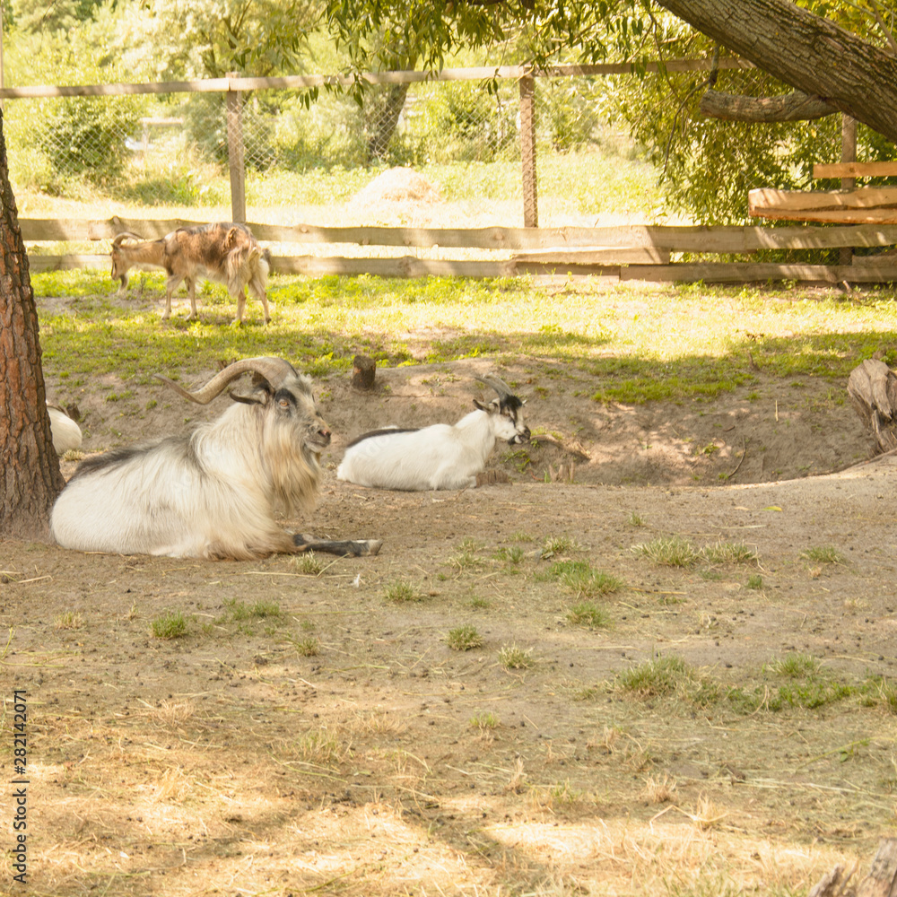 Goat, gray goat, pack leader, horned goat, nature reserve, animals ...