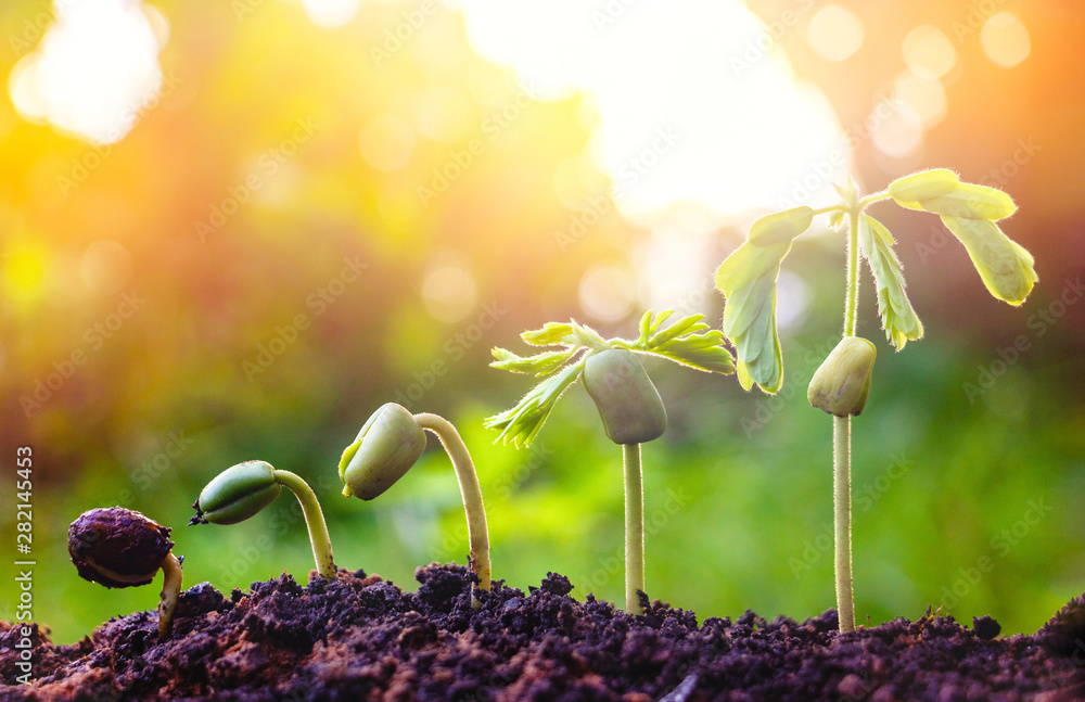 Seed plants are growing.They are growing step by step. Stock Photo ...
