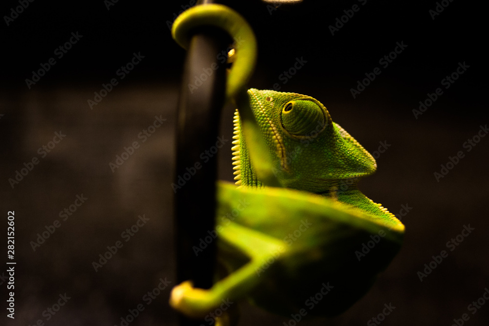 Green yemen chameleon climbing up a branch inside a cage. Animals and ...