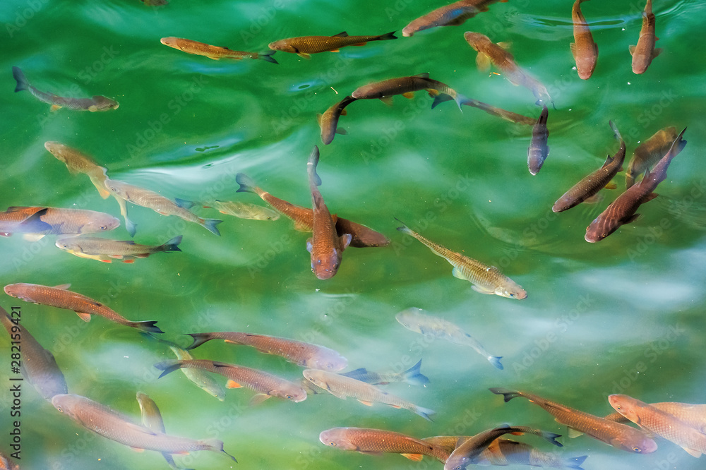 River Fish Swimming