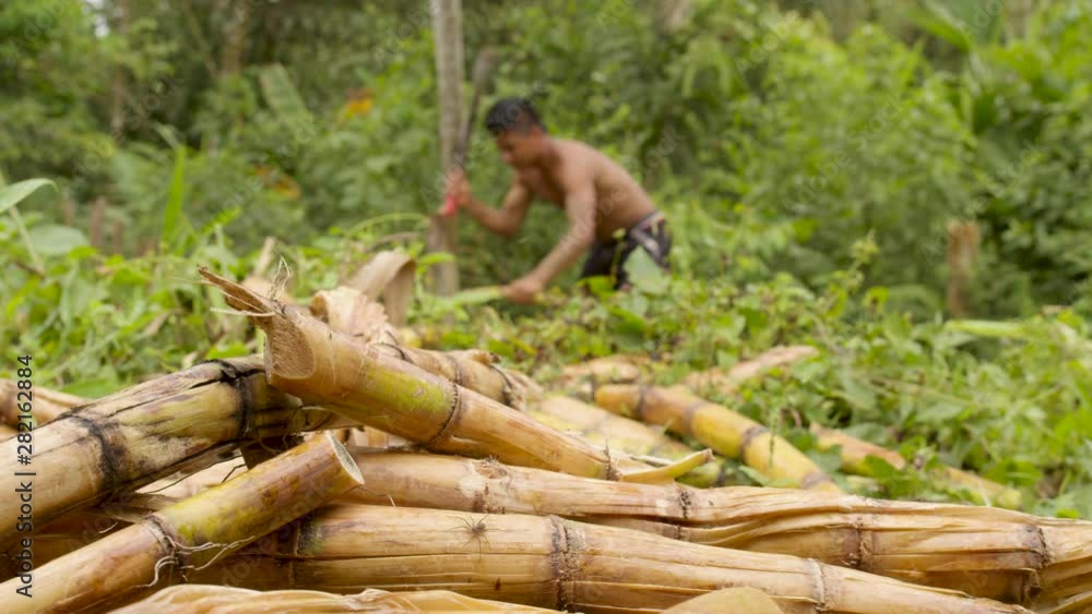 Indigenous Man Cutting Sugar Cane Sticks In The Amazon Rainforest Stock ...