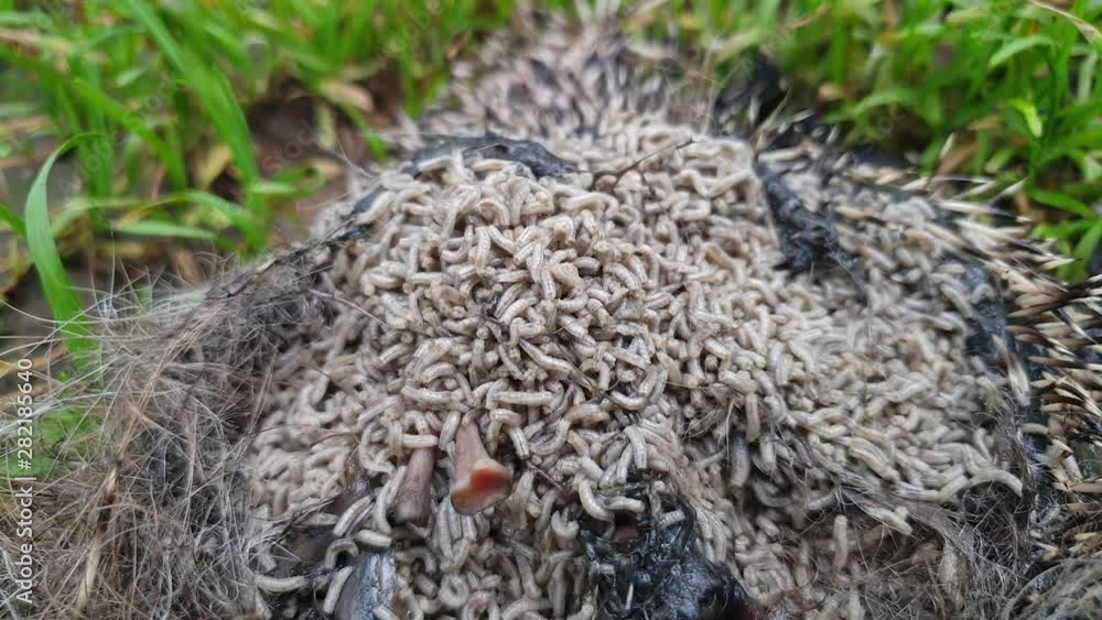 Larvae on the decaying remains of a hedgehog. Worms eat a corpse ...