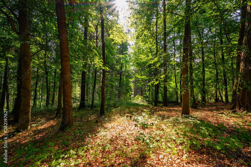Wald in Deutschland, Voigtland in Sachsen Stock Photo | Adobe Stock