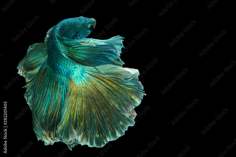 Dark green betta fish"Fancy Halfmoon Betta" The moving moment beautiful ...