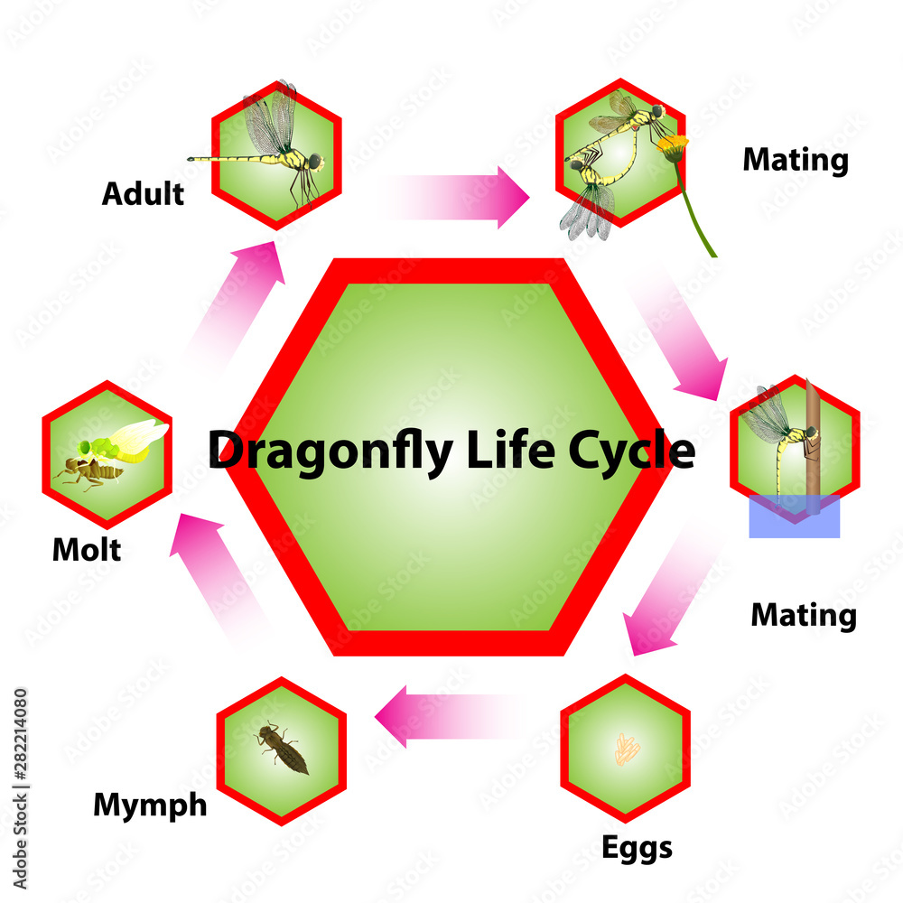 Dragonfly life cycle Insect breeding system Graphics created from ...