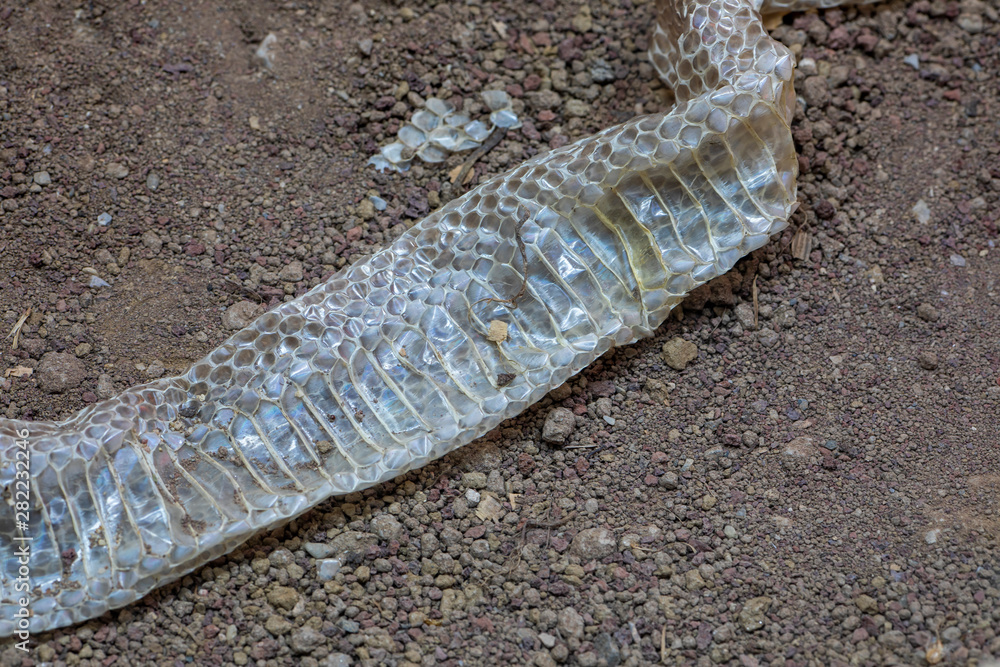 Snake Shed Stock Photo | Adobe Stock