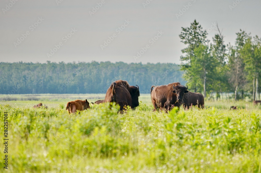 Wood Bison at Elk Island National Park Stock Photo | Adobe Stock