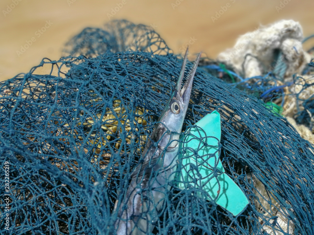 Fish that are affected by plastic waste and nets that become garbage ...