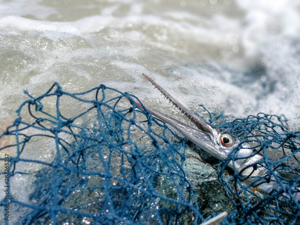 Fish that are affected by plastic waste and nets that become garbage ...