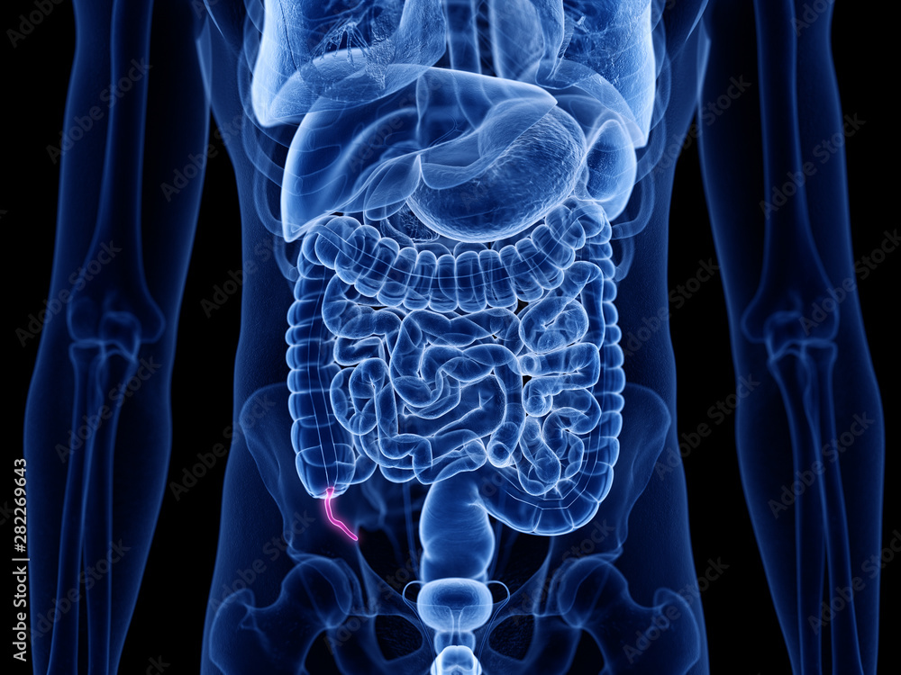3d rendered medically accurate illustration of the appendix Stock ...