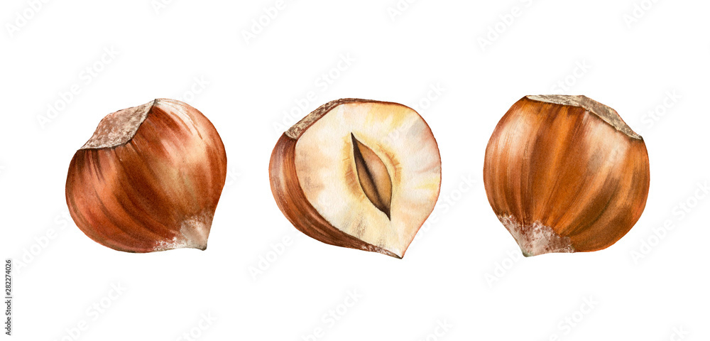 Realistic botanical watercolor illustration peeled hazelnut fruits ...