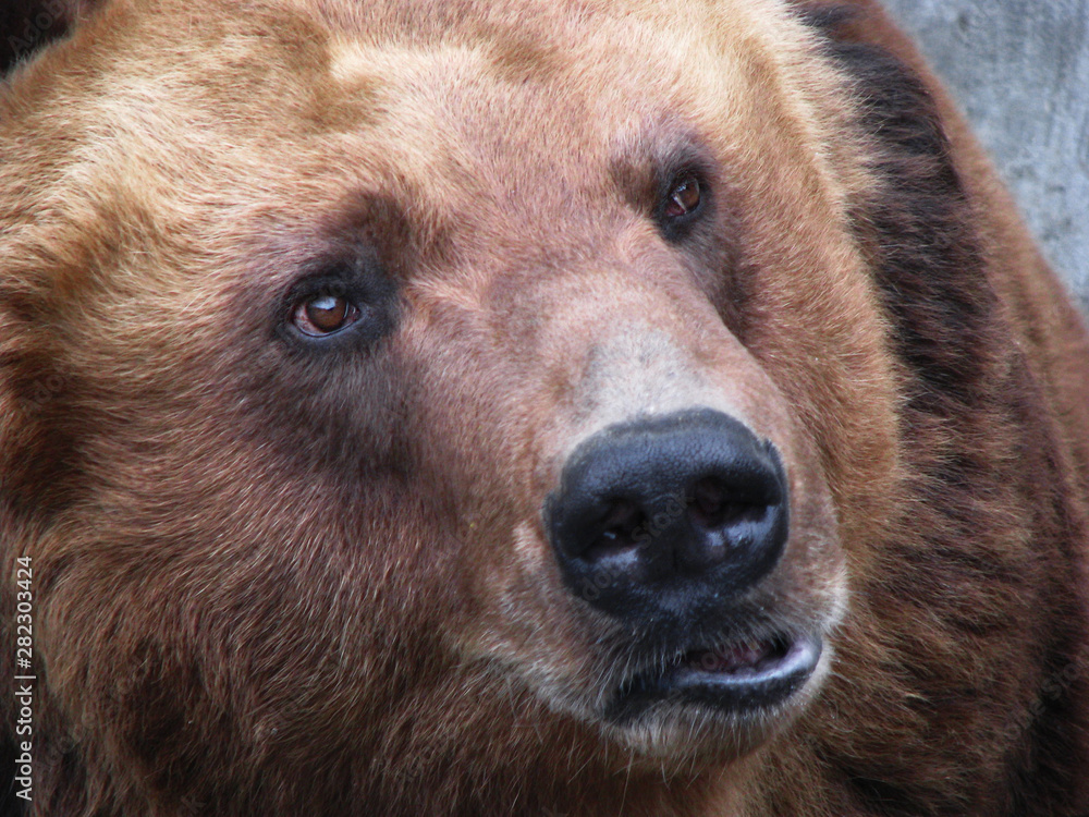 Face predator is massive with small ears and eyes. Head brown bear ...
