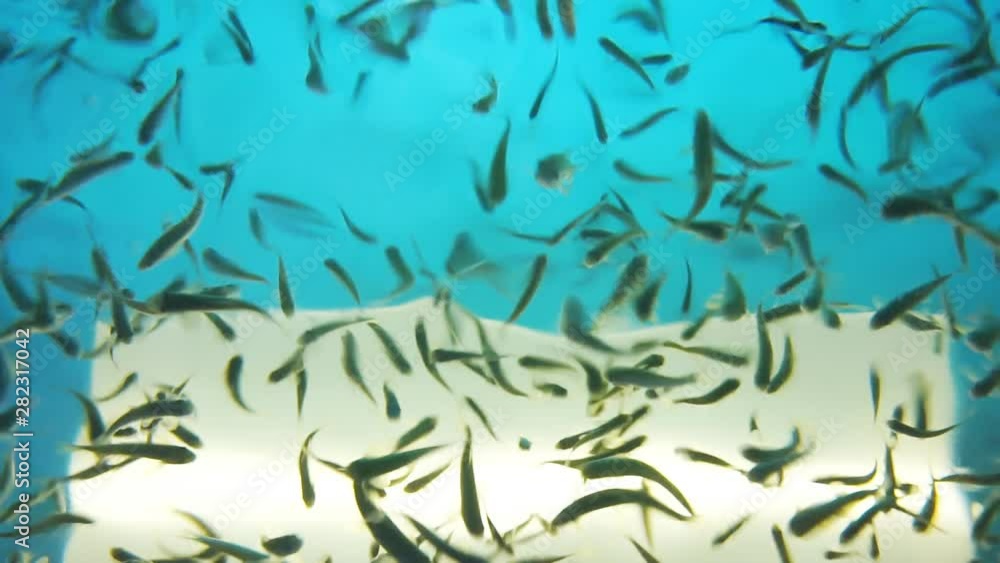 Fish swim on a yellow-blue background. Fish swim in the aquarium. Water ...