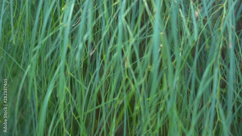 Purple Bottlebrush (Callistemon cv. Violaceus) plant, close-up ...
