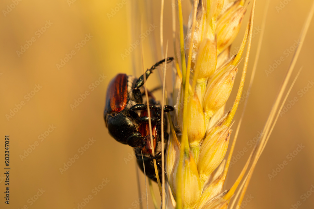 The process of breeding insects. The cockchafer, colloquially called ...
