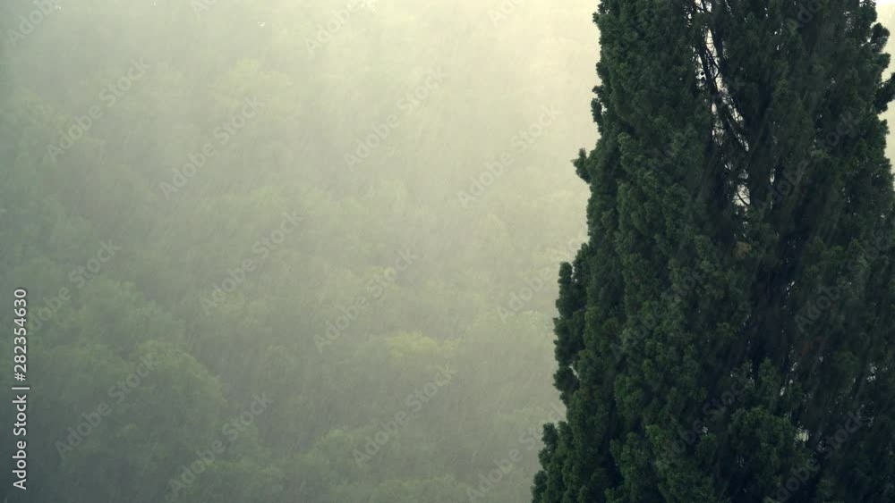 Rain tree big tree rainfall in the forest cypress tropical rain south ...