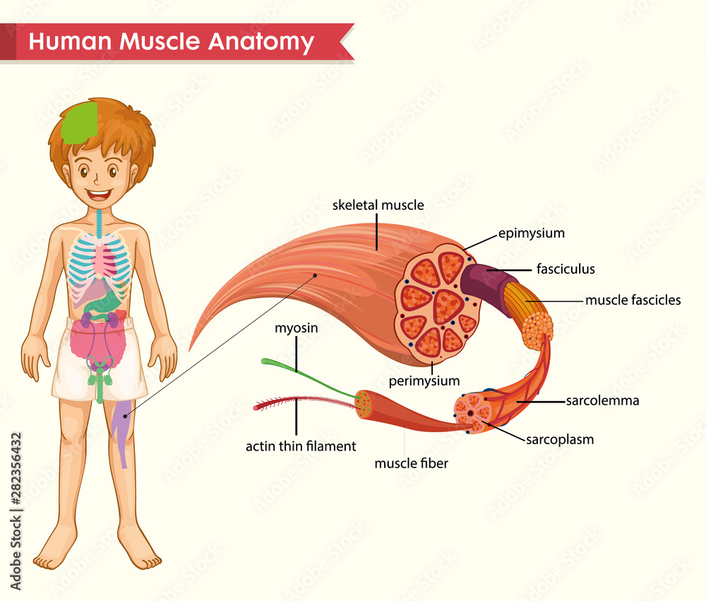 Scientific medical illustration of muscle anatomy Stock Vector | Adobe ...