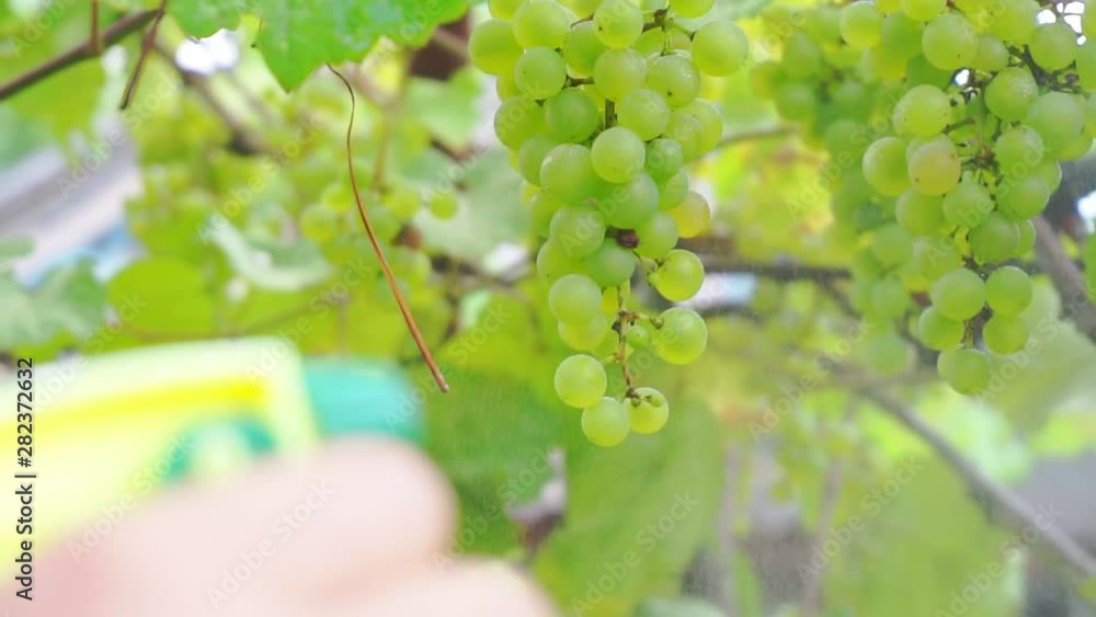 Agriculture. plant growing.plant treatment. sprayer sprays liquid onto ...