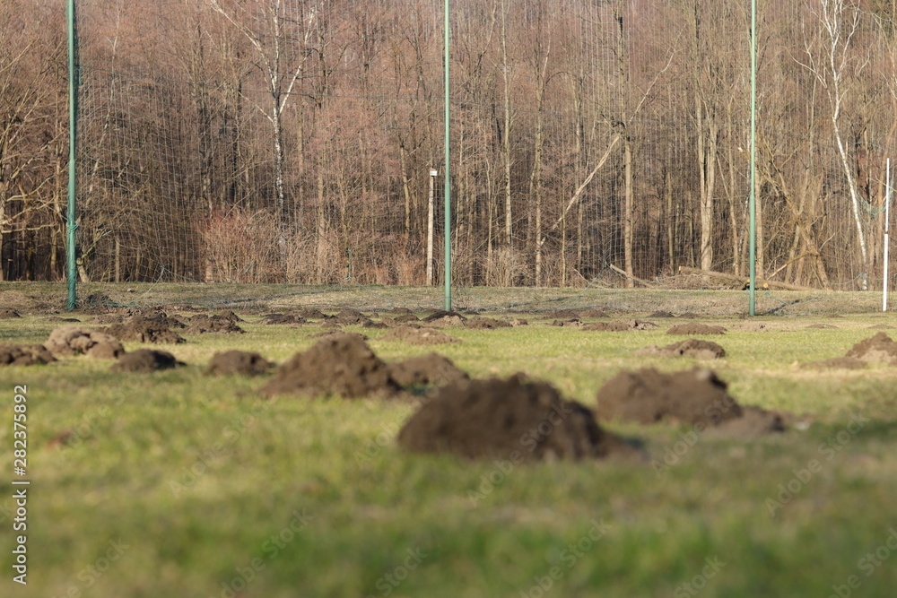 European mole and his family devastate soccer field in czech republic ...